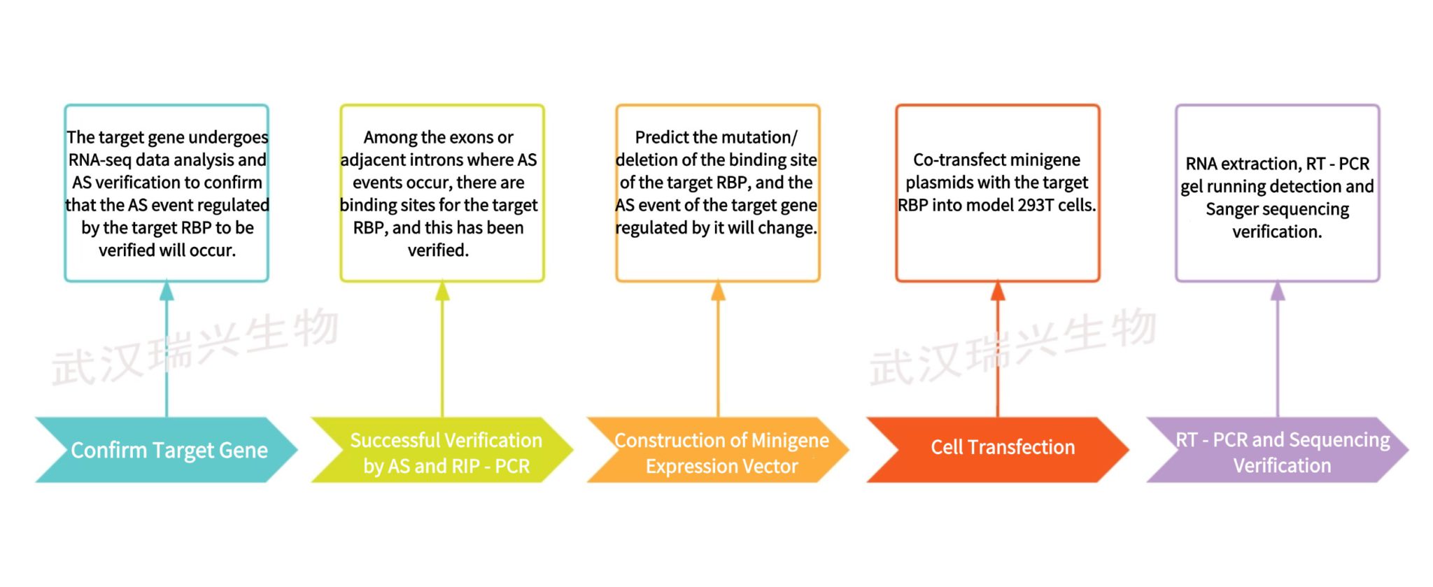 Minigene – 空间转录组 | 单细胞多组学 | 三代测序 | RNA调控研究技术服务 – 瑞兴生物
